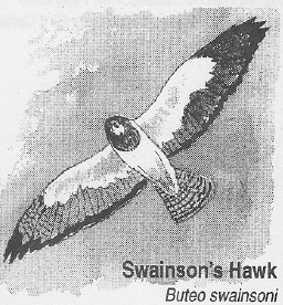 Resources – World Migratory Bird Day