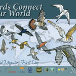 Resources – World Migratory Bird Day