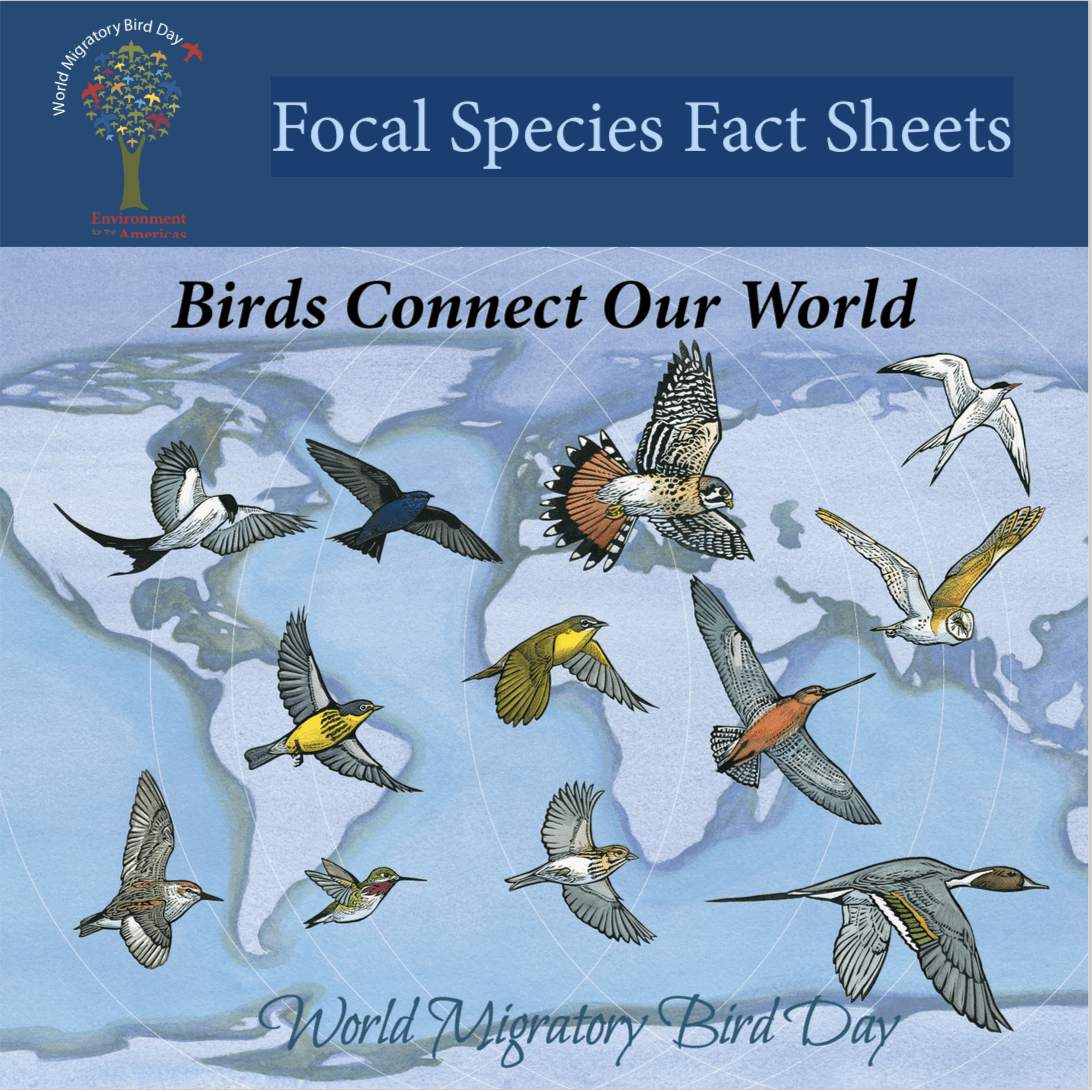 Resources – World Migratory Bird Day