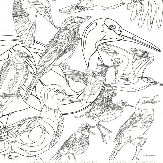 World Migratory Bird Day | Resources