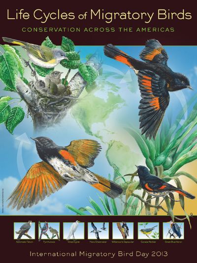 World Migratory Bird Day | Past Themes