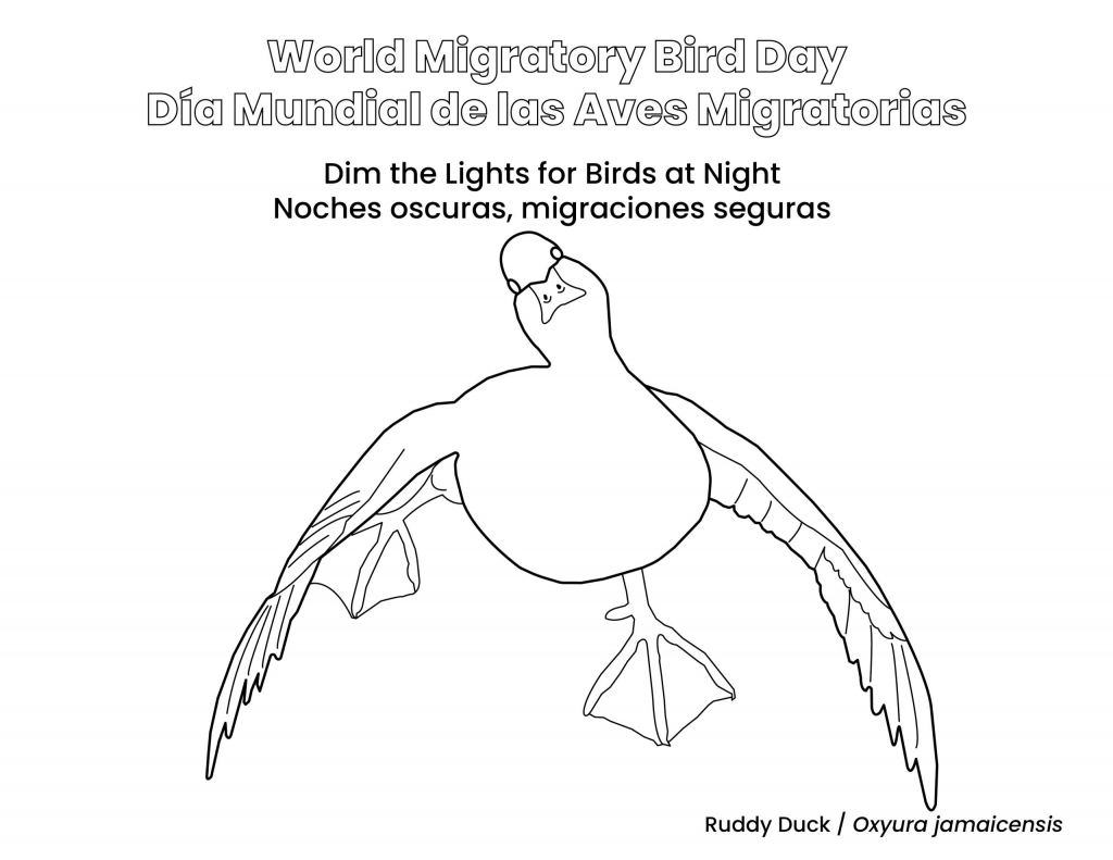 World Migratory Bird Day | Resources