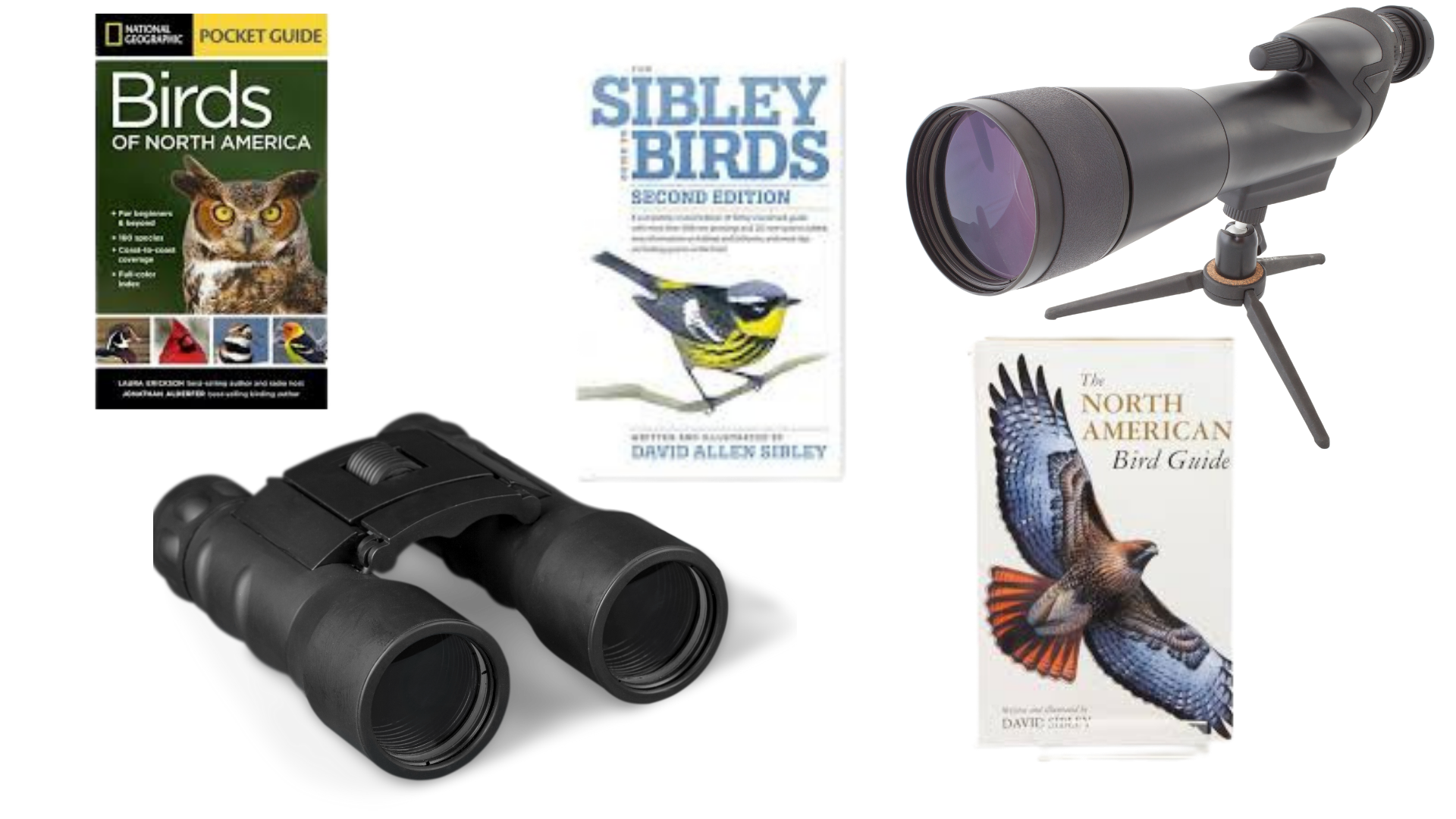 How to Start Birdwatching - World Migratory Bird Day