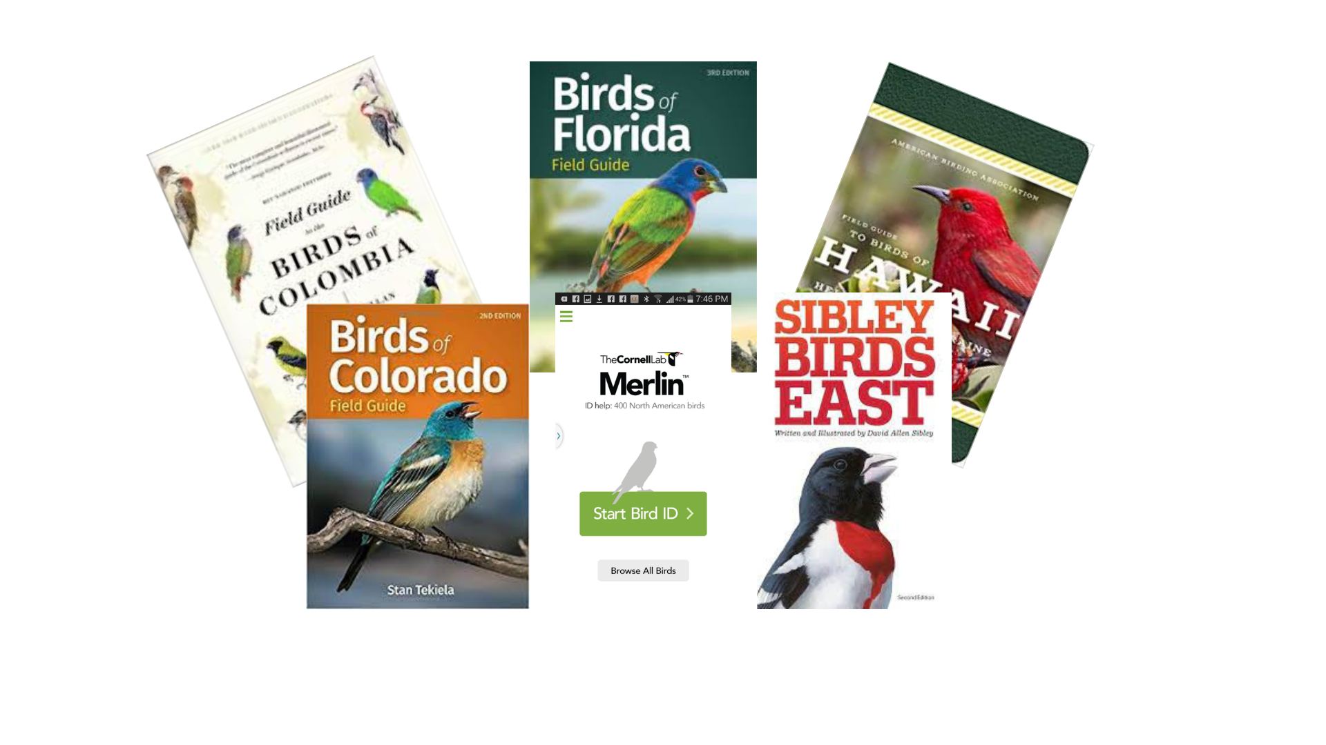 How to Start Birdwatching - World Migratory Bird Day