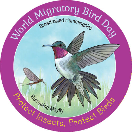 World Migratory Bird Day | Resources