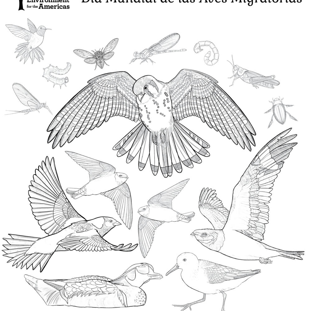 Resources - World Migratory Bird Day