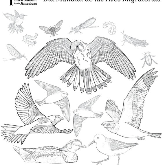 Resources - World Migratory Bird Day