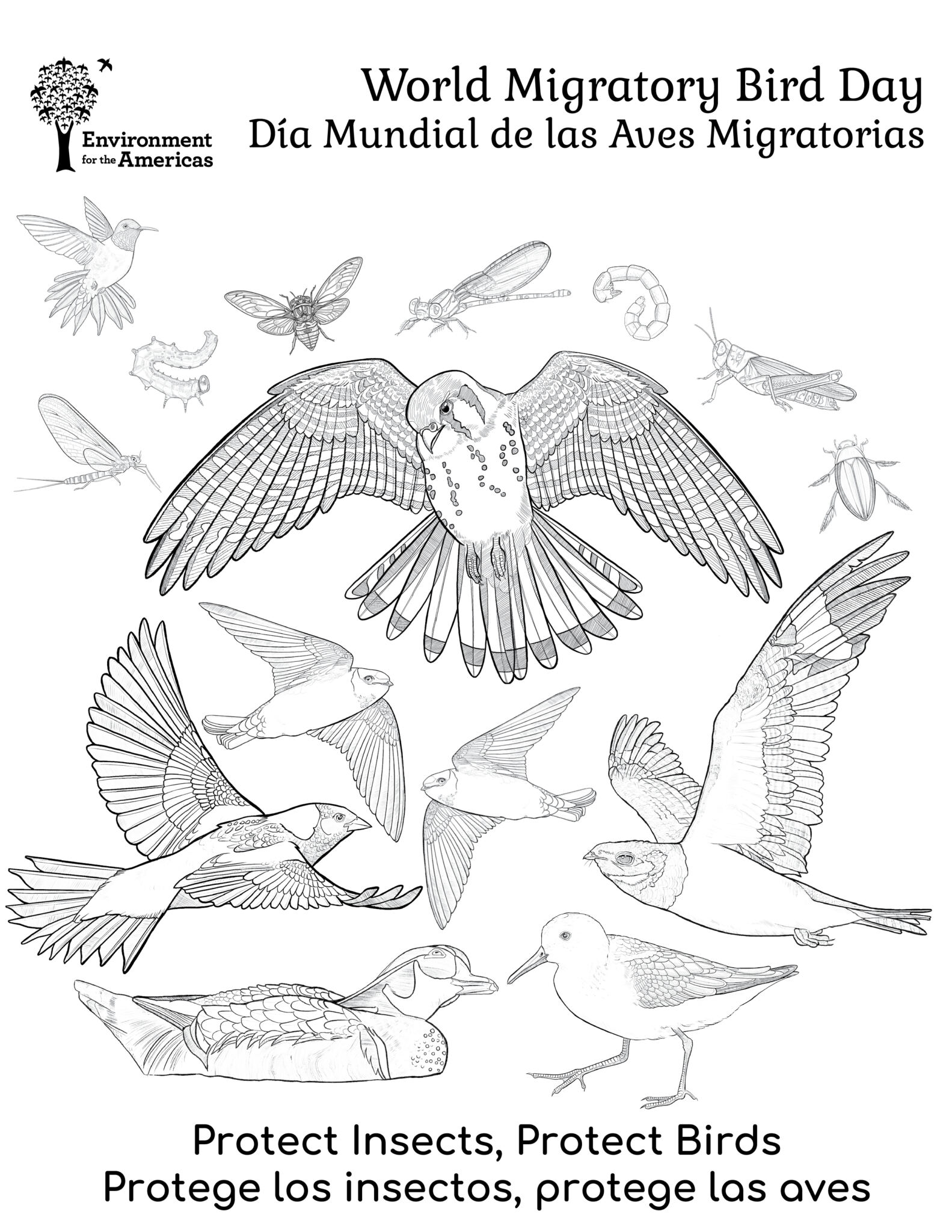 Resources - World Migratory Bird Day