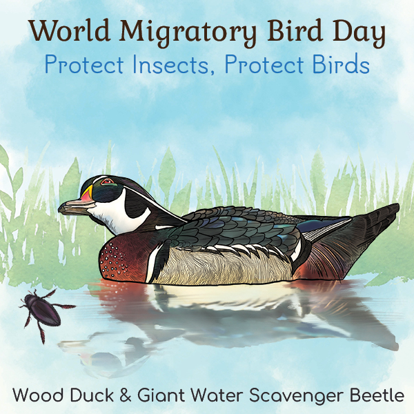 World Migratory Bird Day | Resources