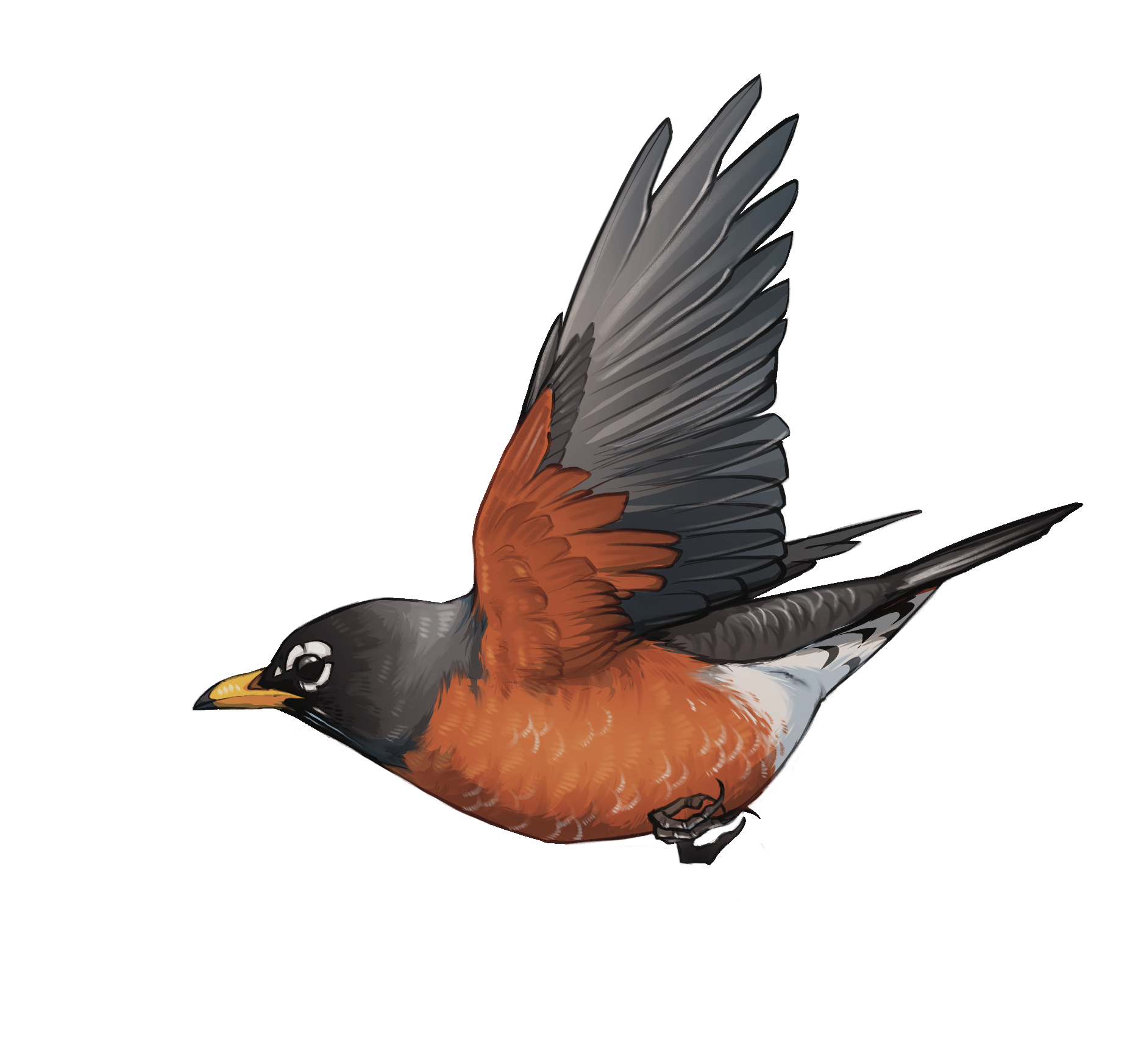 2025 Featured Species - World Migratory Bird Day