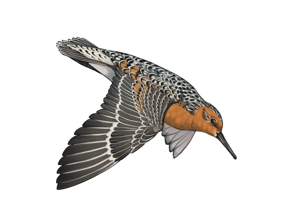 2025 Featured Species - World Migratory Bird Day