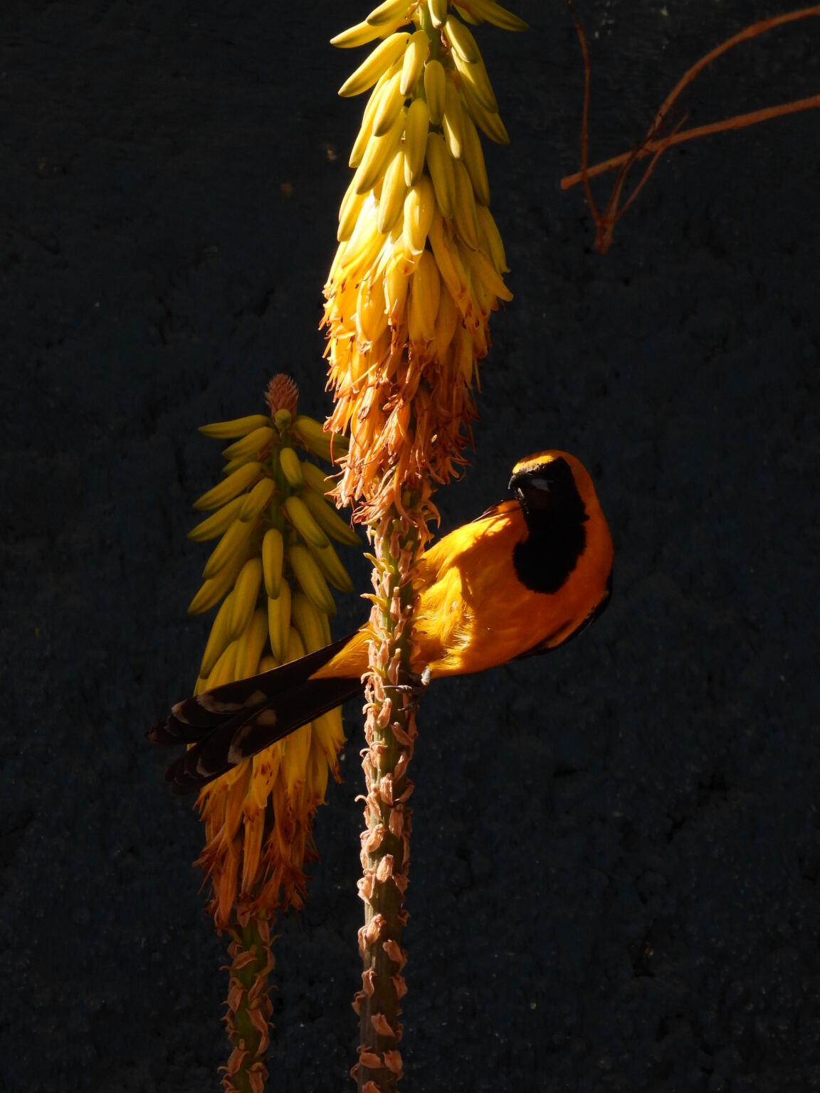 Contest Winner 2025 - World Migratory Bird Day