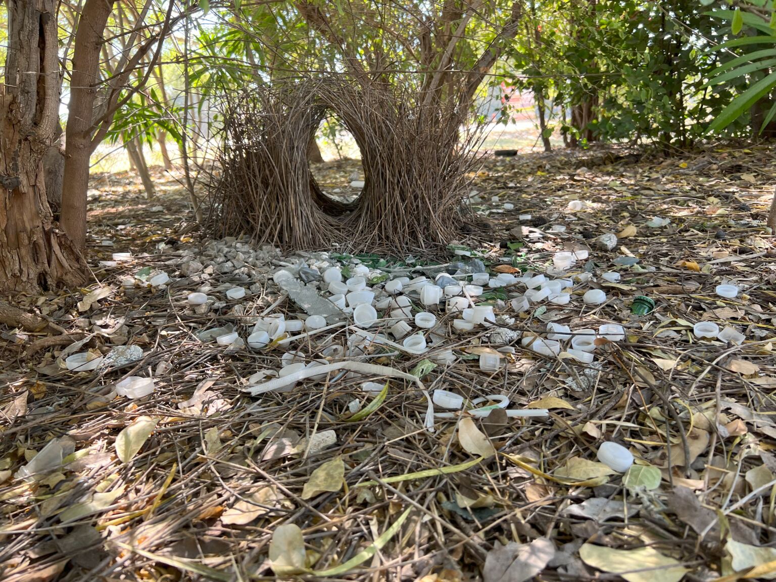 Contest Winner 2025 - World Migratory Bird Day